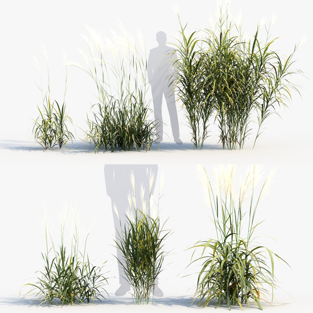 Miscanthus purpurascens – Flame grass 3D Model – Free 3D model for design.
