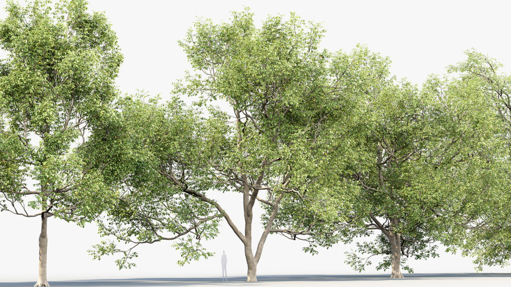 Ulmus laevis – European white elm 3D Model – Free 3D model for design.