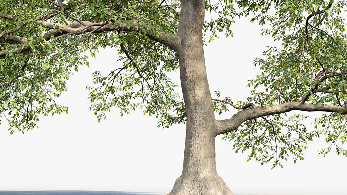 Ulmus laevis – European white elm 3D Model – Free 3D model for design.