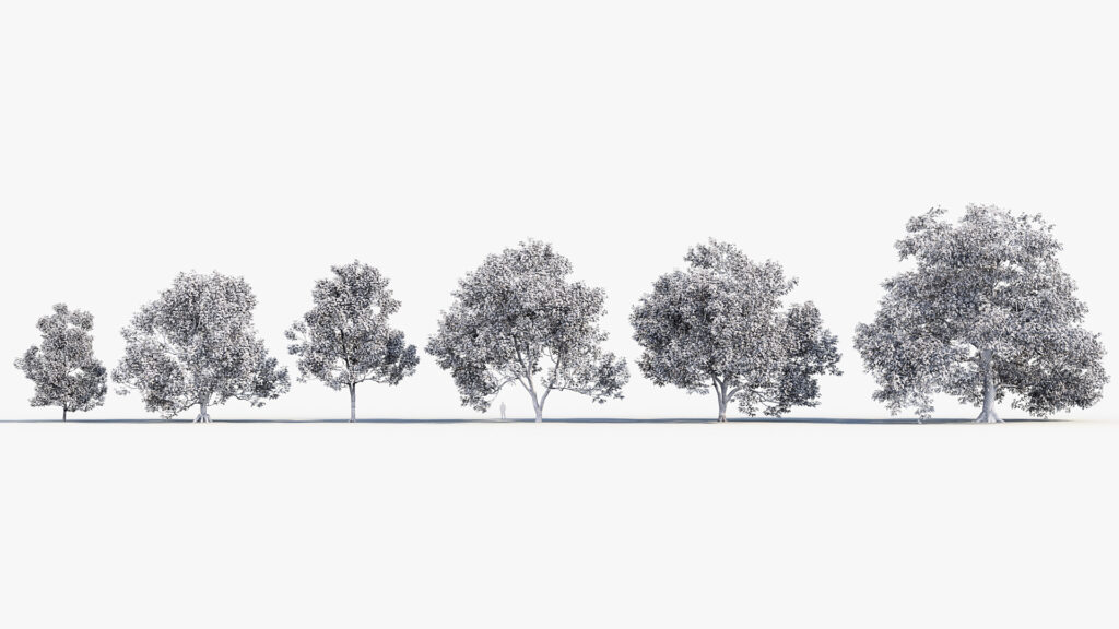 Ulmus laevis – European white elm 3D Model – Free 3D model for design.