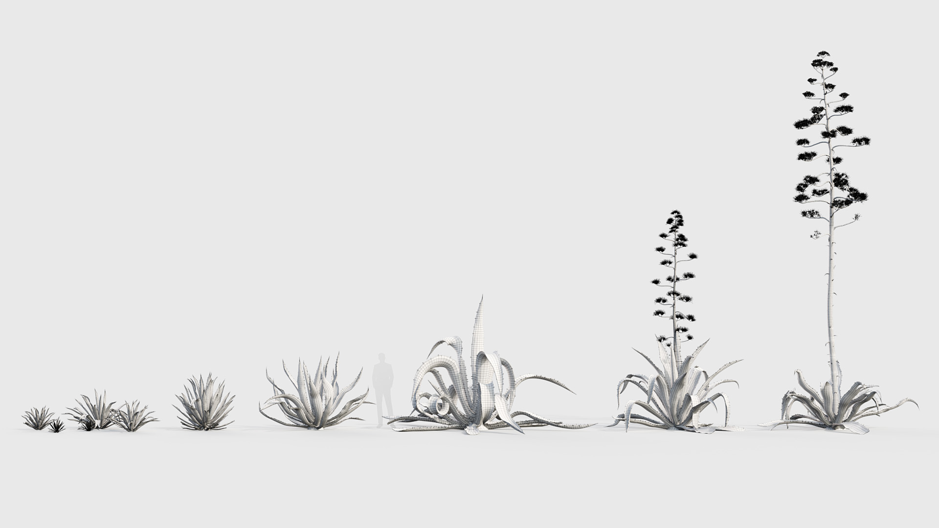 Agave americana – century plant 3D Model – Free 3D model for design.