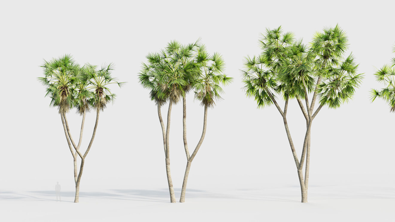 Hyphaene thebaica – Doum palm 3D Model – Free 3D model for design.