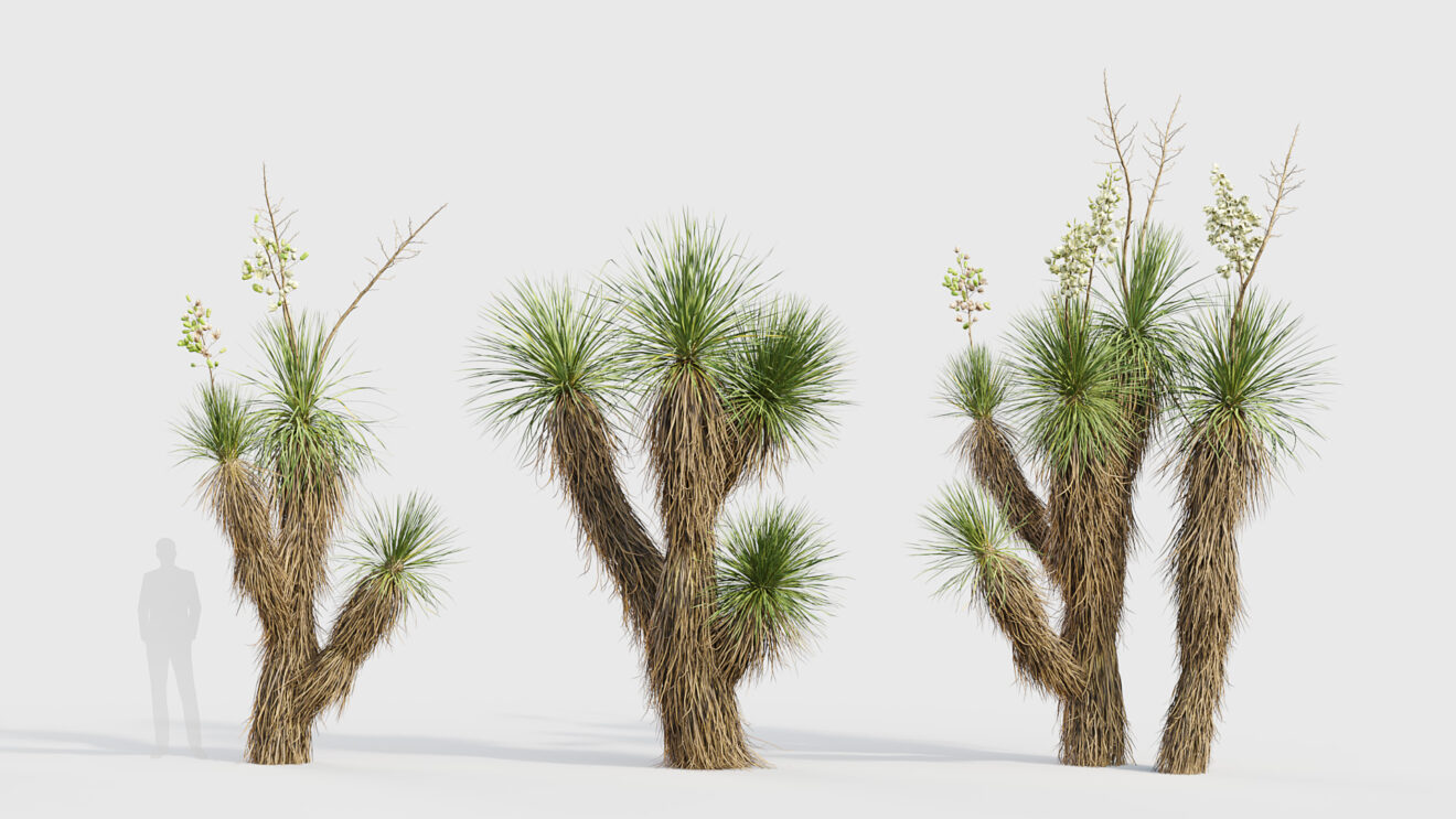 Yucca elata – Soaptree Yuca 3D Model – Free 3D model for design.