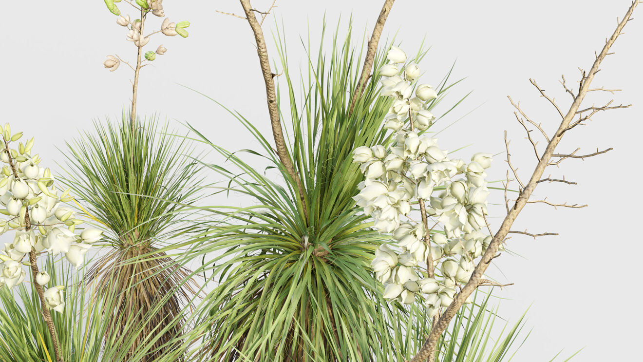 Yucca elata – Soaptree Yuca 3D Model – Free 3D model for design.