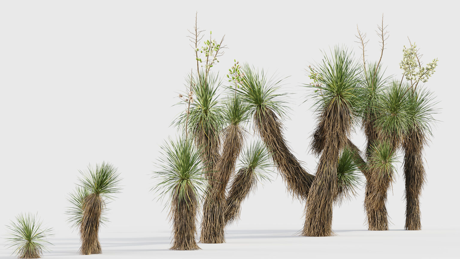 Yucca elata – Soaptree Yuca 3D Model – Free 3D model for design.