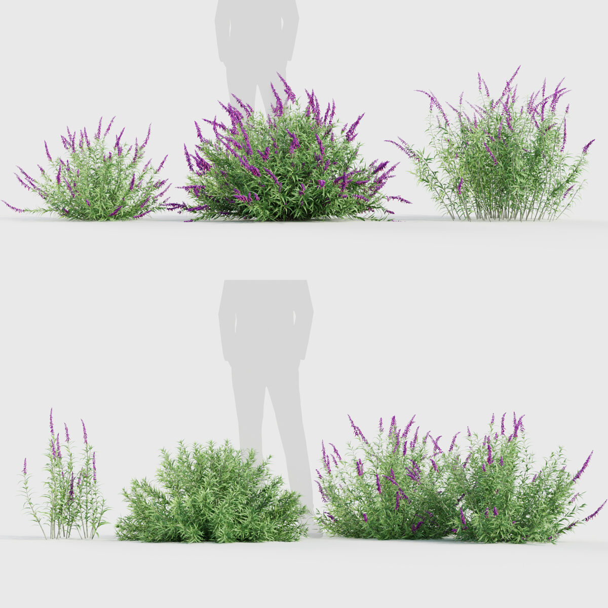 Mexican Bush Sage – Salvia leucantha 3D Model – Free 3D model for design.