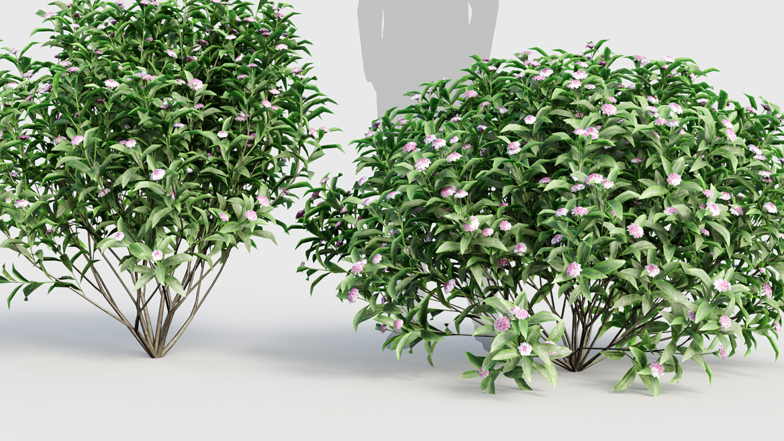 Daphne odora – Winter daphne 3D Model – Free 3D model for design.