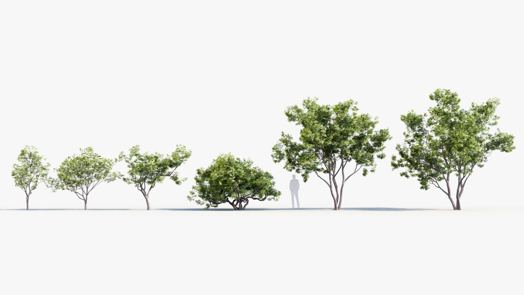 Plant Package 11 – Japanese Plants – Free 3D model for design.