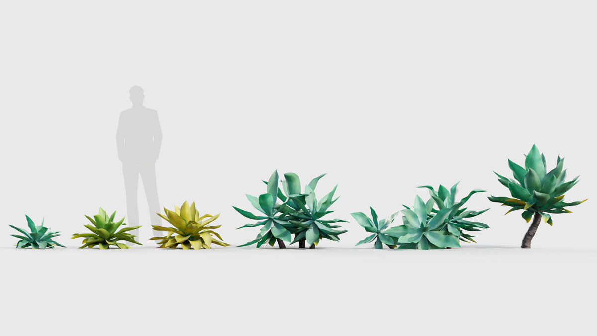 Agave attenuata – Foxtail agave 3D Model – Free 3D model for design.