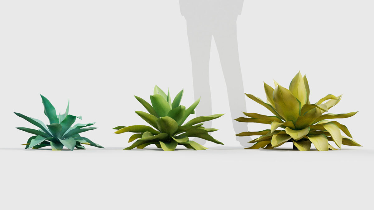Agave attenuata – Foxtail agave 3D Model – Free 3D model for design.