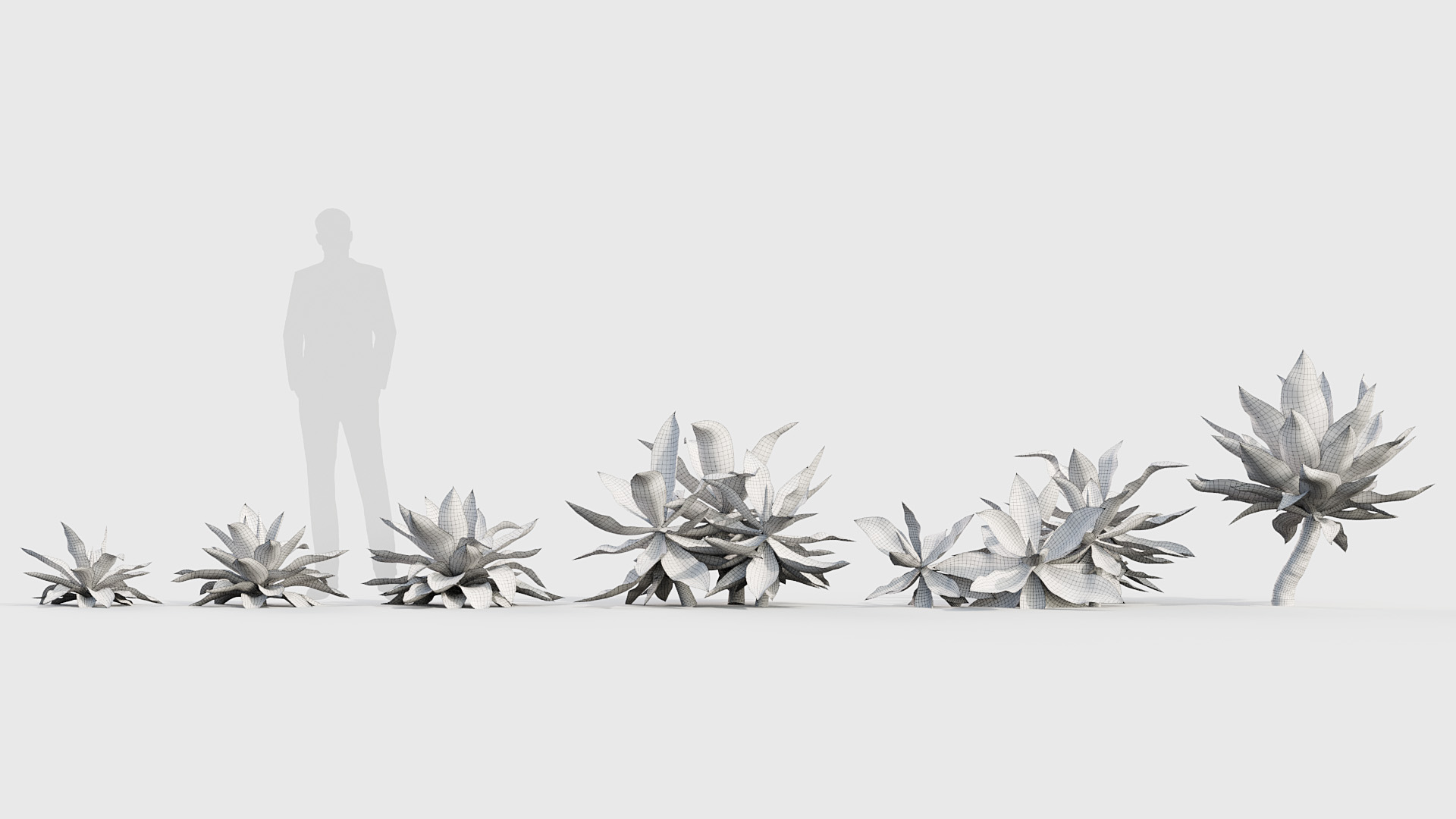 Agave attenuata – Foxtail agave 3D Model – Free 3D model for design.