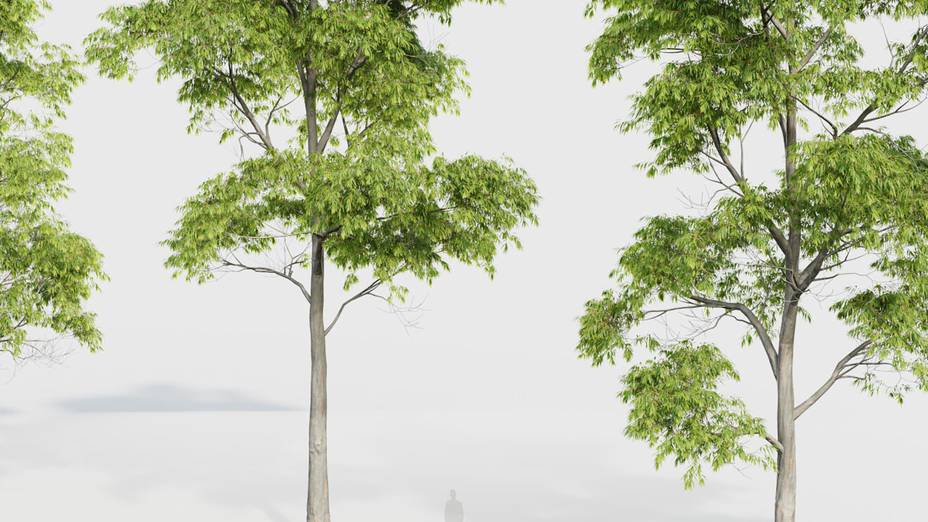 Eucalyptus saligna – Sydney Blue Gum – 01 3D Model – Free 3D model for ...