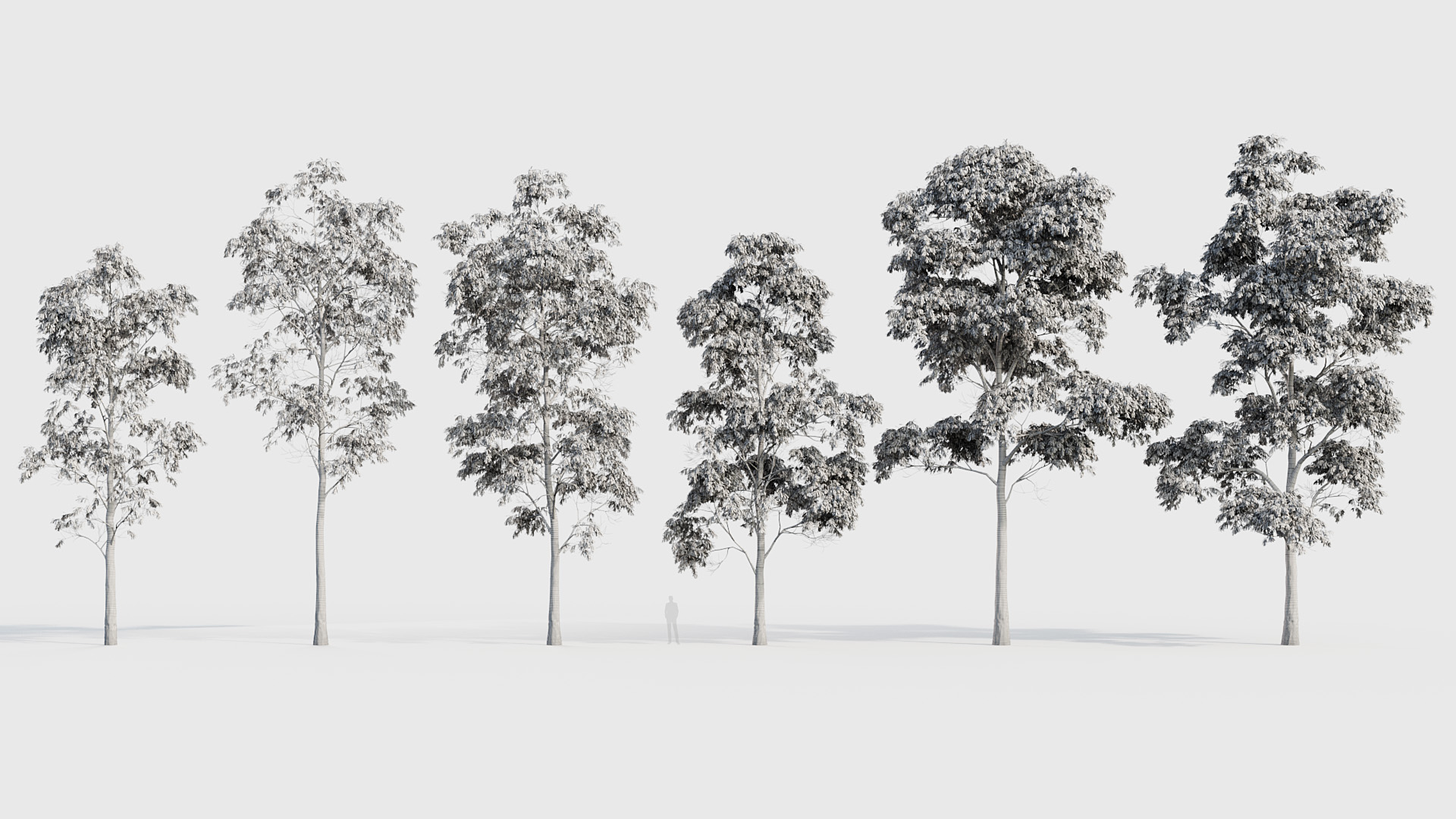 Eucalyptus saligna – Sydney Blue Gum – 01 3D Model – Free 3D model for ...