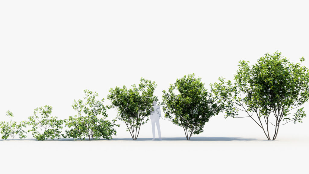 Plant Package 08 – Small Trees – Free 3D model for design.