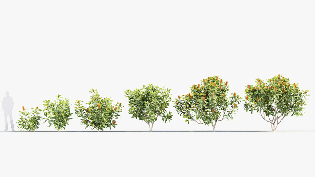 Plant Package 09 – Flowering Trees – Free 3D model for design.