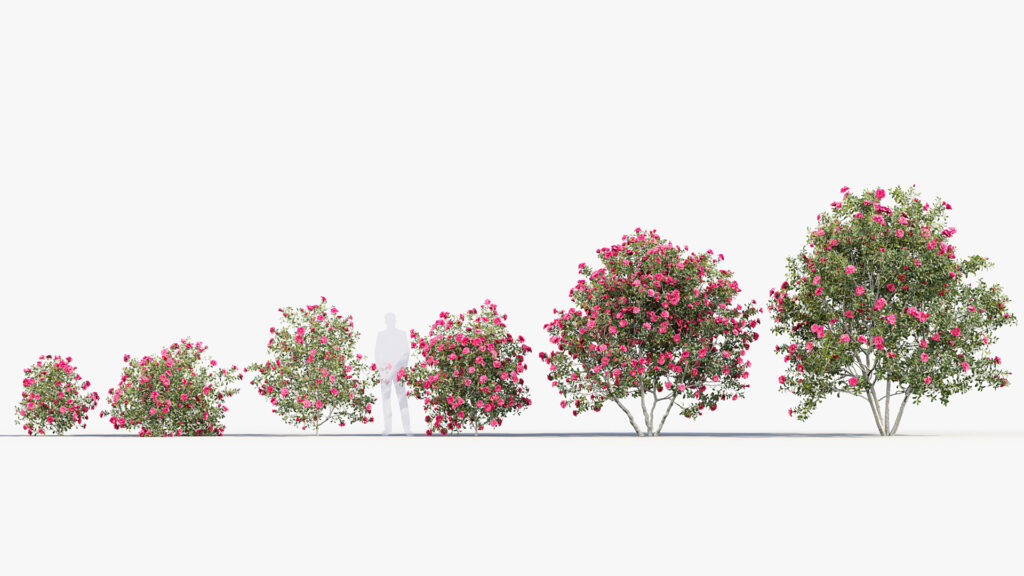 Plant Package 09 – Flowering Trees – Free 3D model for design.