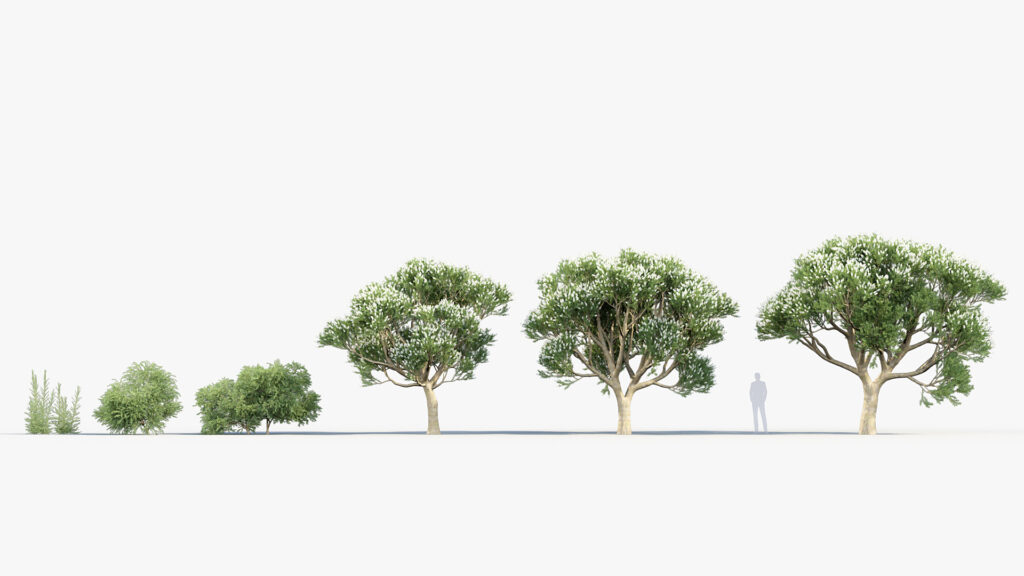Plant Package 09 – Flowering Trees – Free 3D model for design.