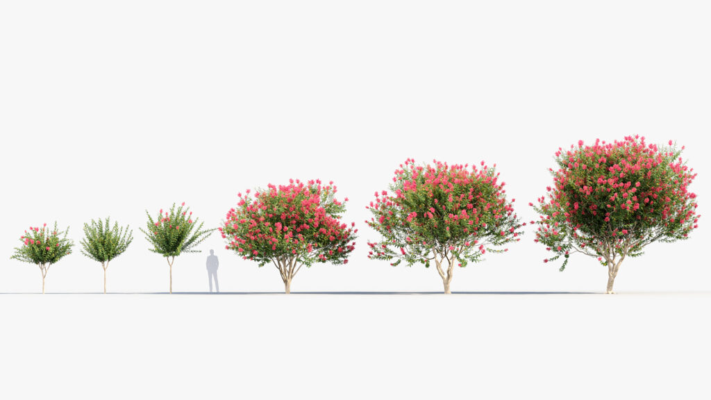 Plant Package 09 – Flowering Trees – Free 3D model for design.