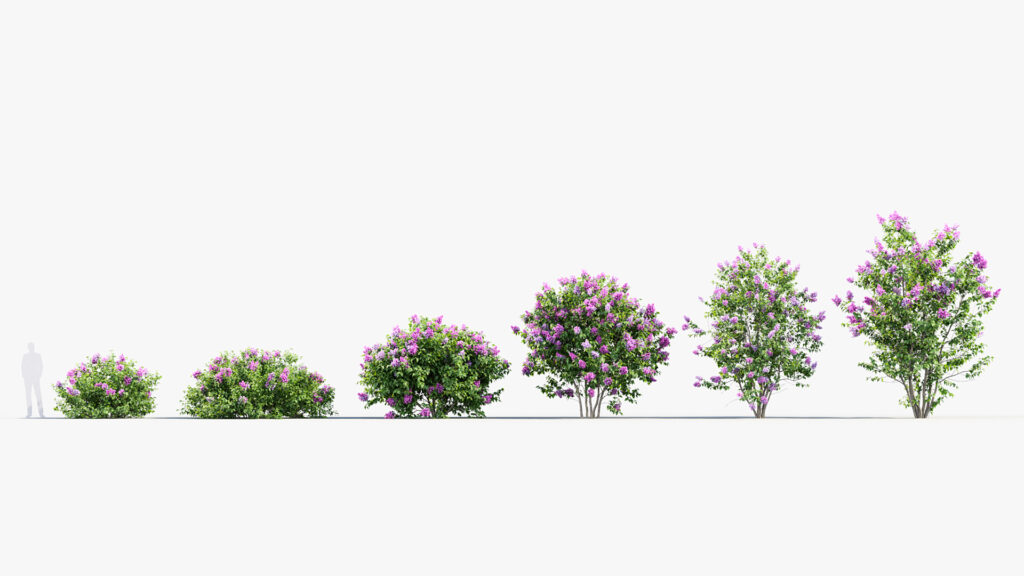 Plant Package 09 – Flowering Trees – Free 3D model for design.