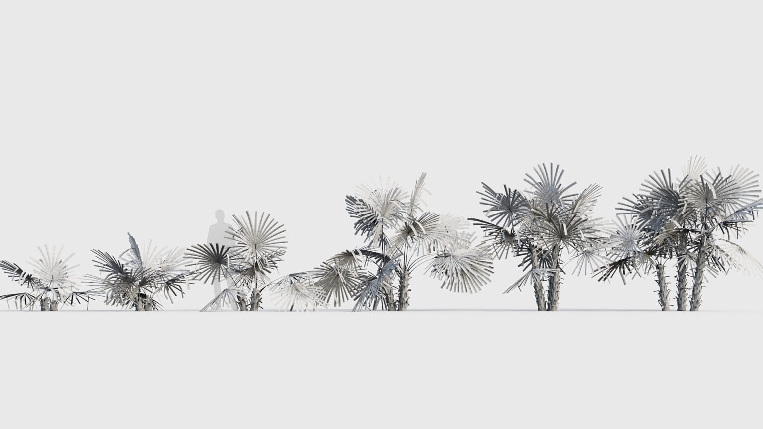 Acoelorrhaphe wrightii – Everglades palm – 02 3D Model – Free 3D model ...