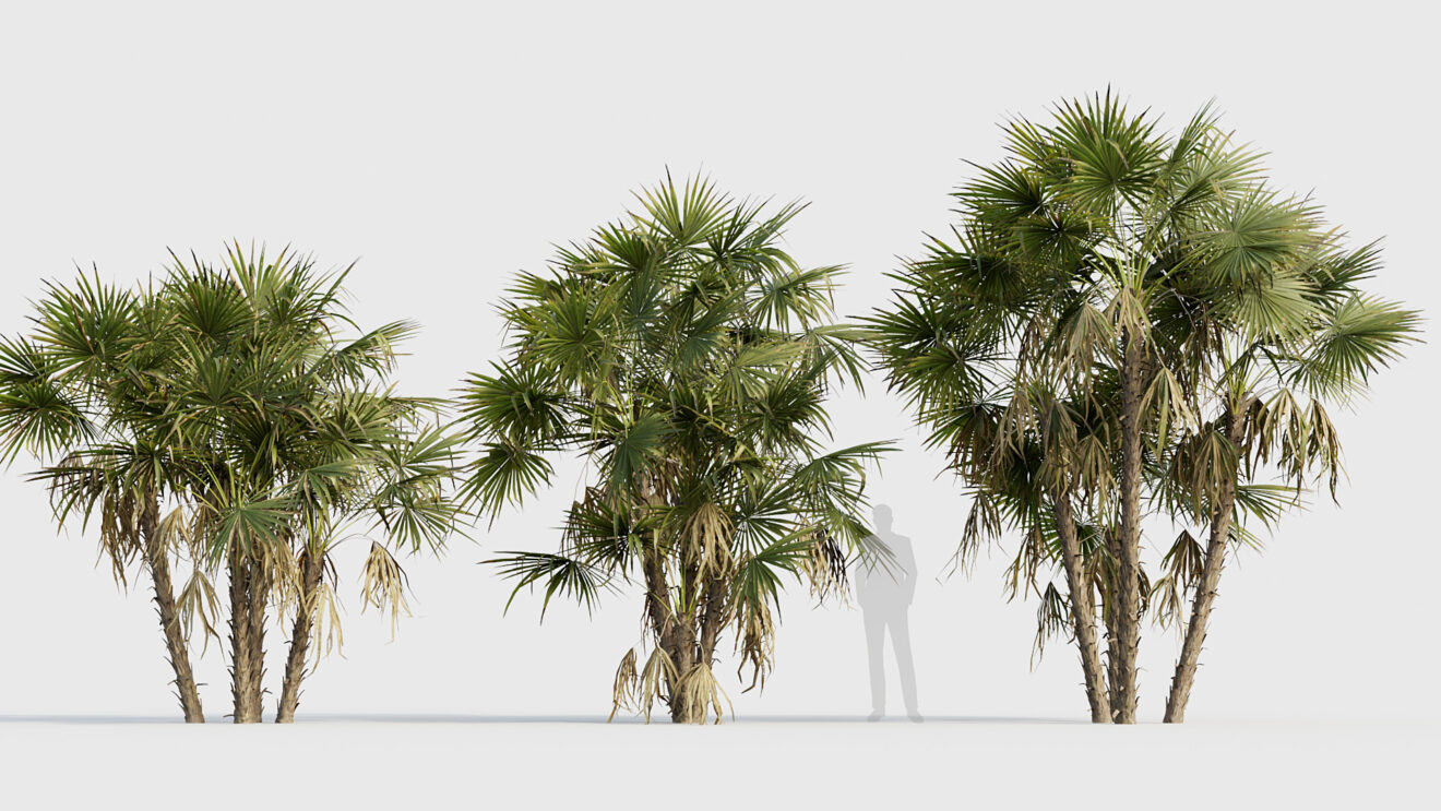Acoelorrhaphe wrightii – Everglades palm – 03 3D Model – Free 3D model ...
