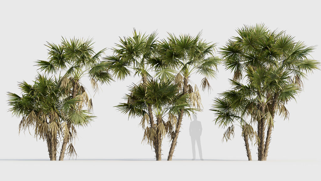 Acoelorrhaphe wrightii – Everglades palm – 03 3D Model – Free 3D model ...