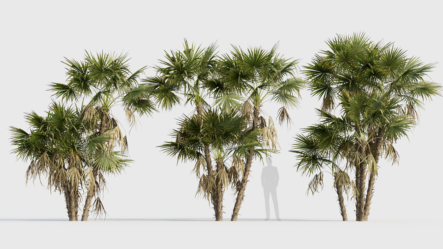 Acoelorrhaphe wrightii – Everglades palm – 03 3D Model – Free 3D model ...