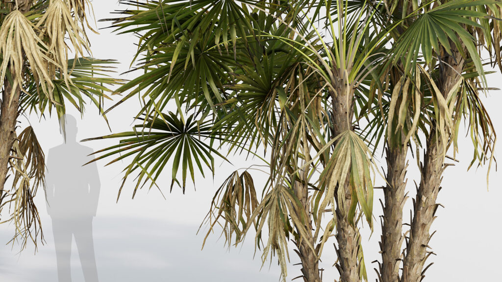 Acoelorrhaphe wrightii – Everglades palm – 03 3D Model – Free 3D model ...