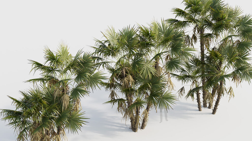 Acoelorrhaphe wrightii – Everglades palm – 03 3D Model – Free 3D model ...