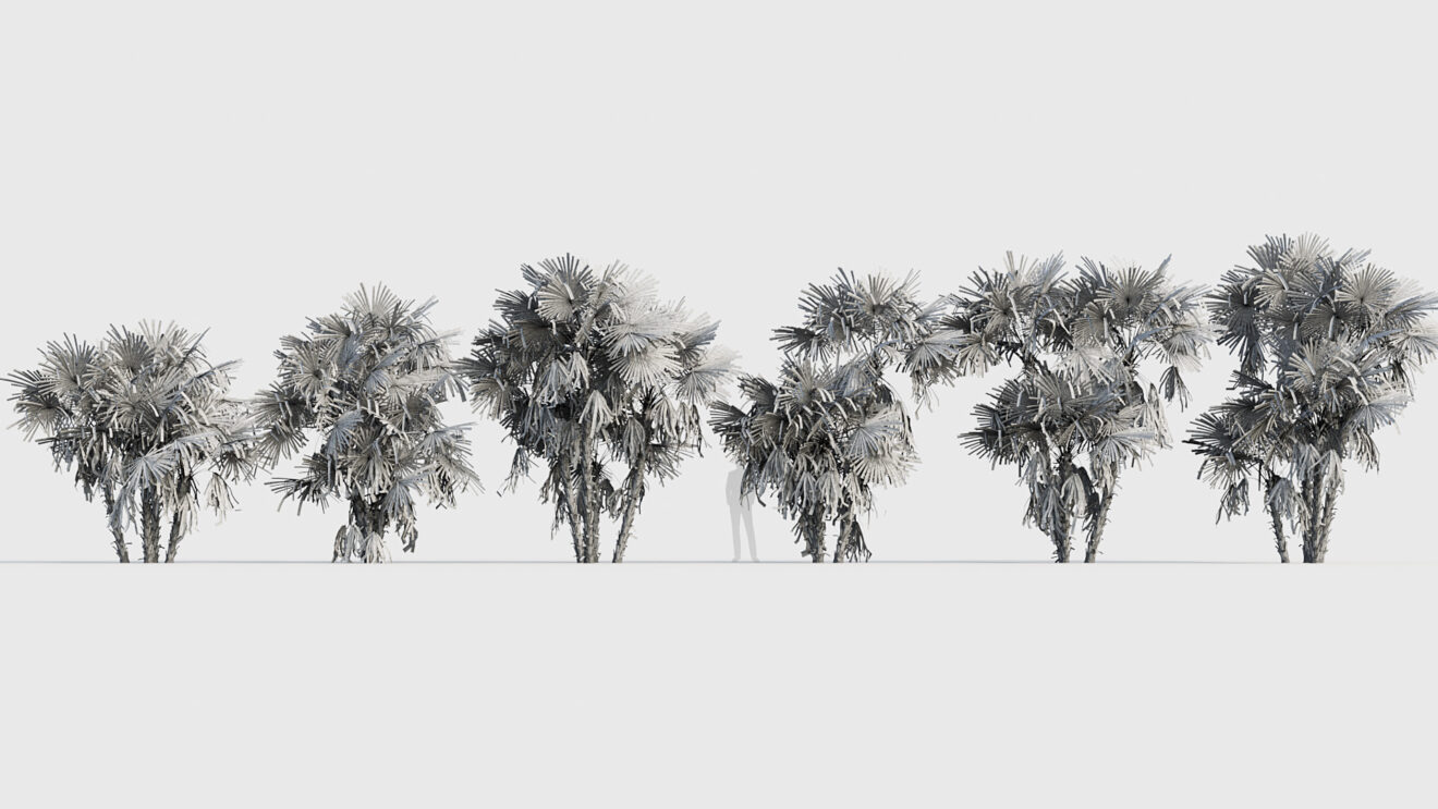 Acoelorrhaphe wrightii – Everglades palm – 03 3D Model – Free 3D model ...