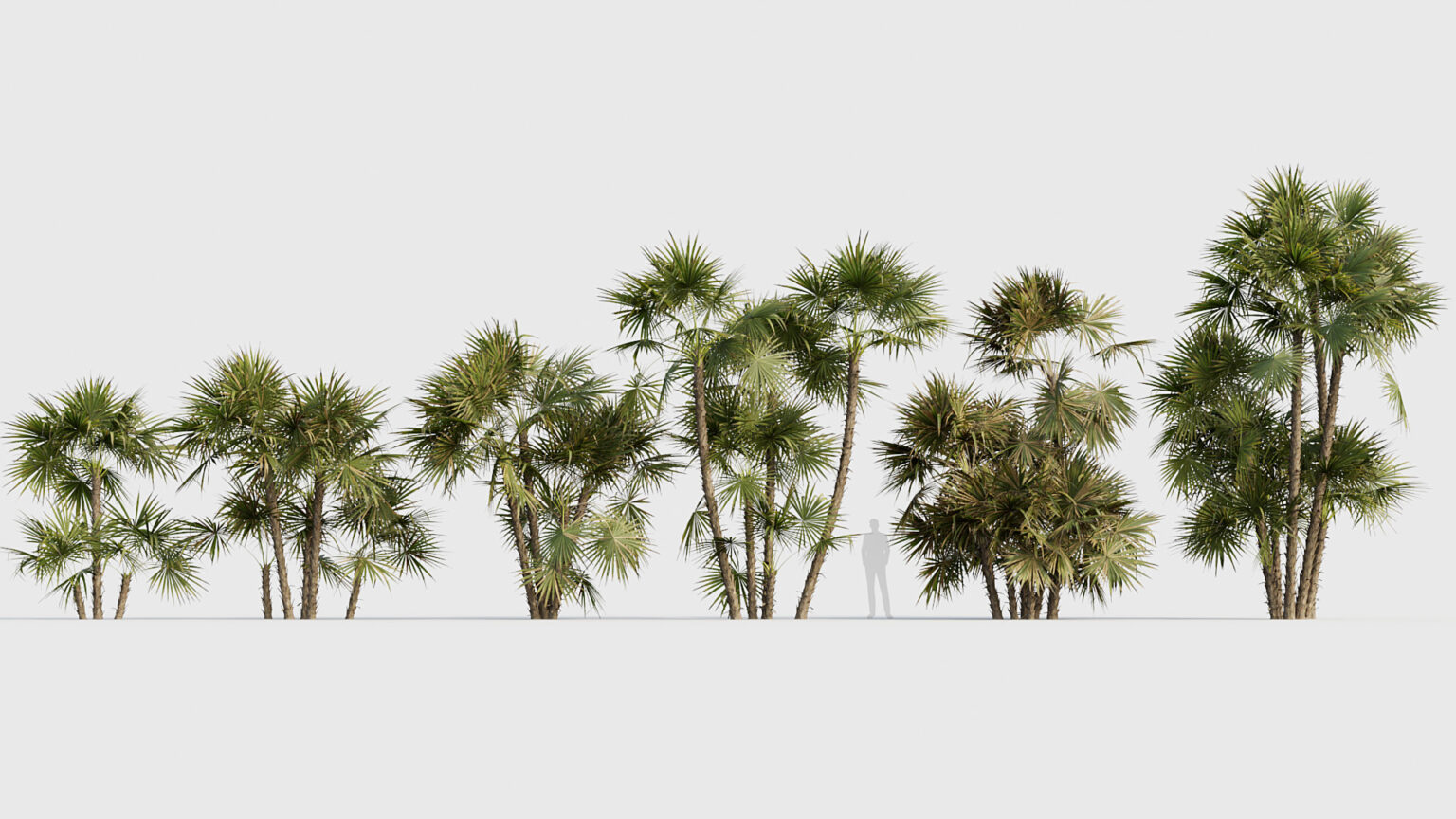 Acoelorrhaphe wrightii – Everglades palm – 04 3D Model – Free 3D model ...
