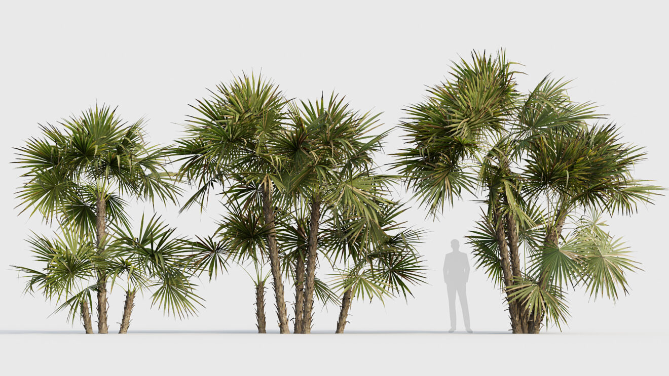 Acoelorrhaphe wrightii – Everglades palm – 04 3D Model – Free 3D model ...