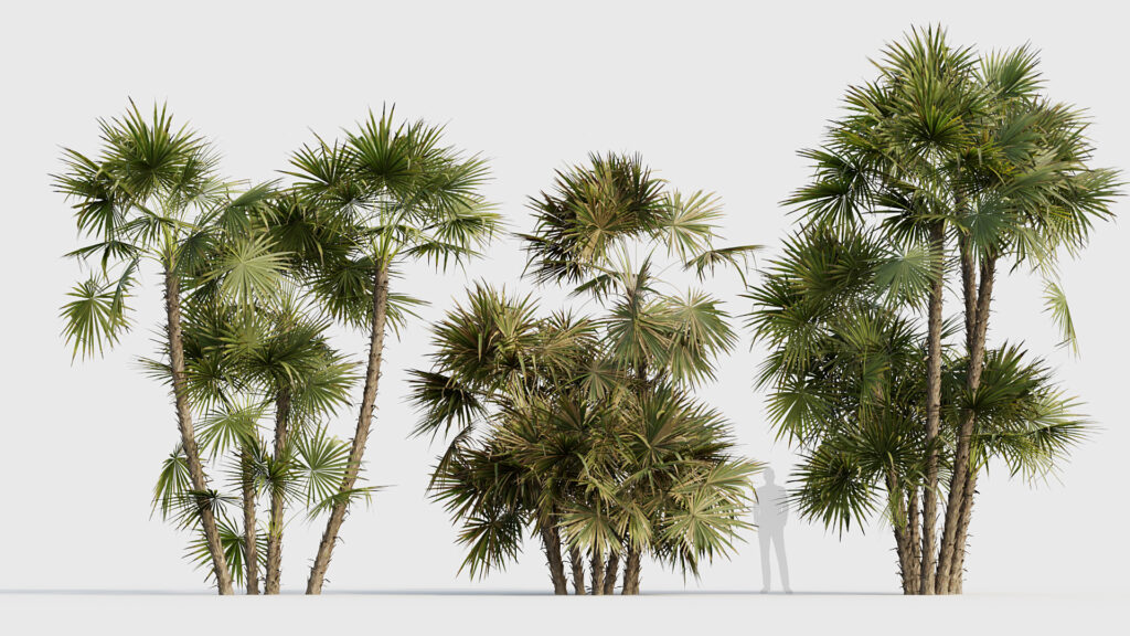 Acoelorrhaphe wrightii – Everglades palm – 04 3D Model – Free 3D model ...