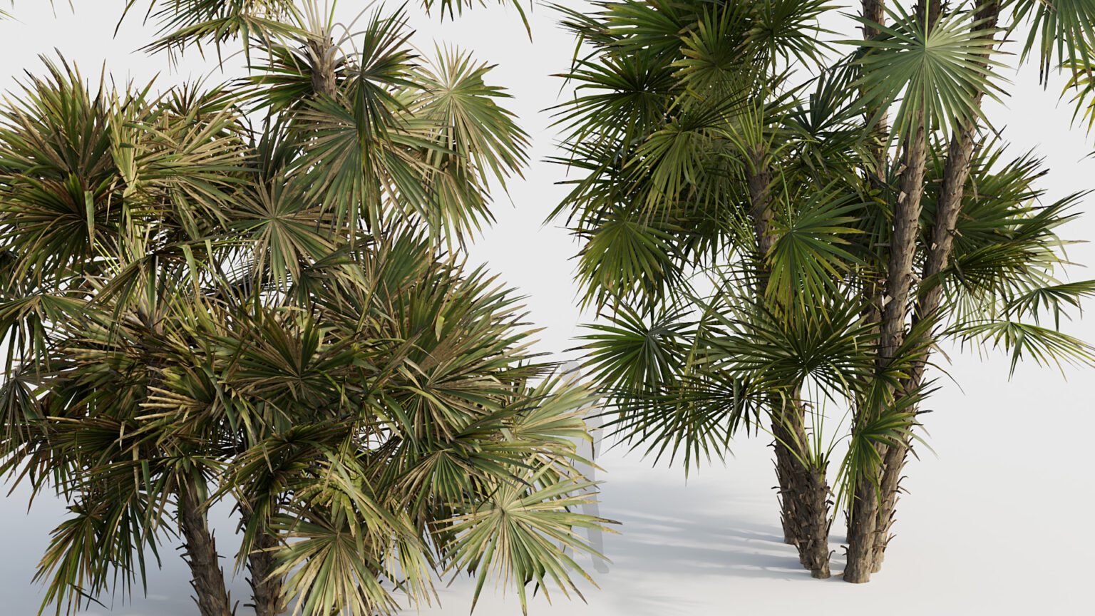 Acoelorrhaphe wrightii – Everglades palm – 04 3D Model – Free 3D model ...