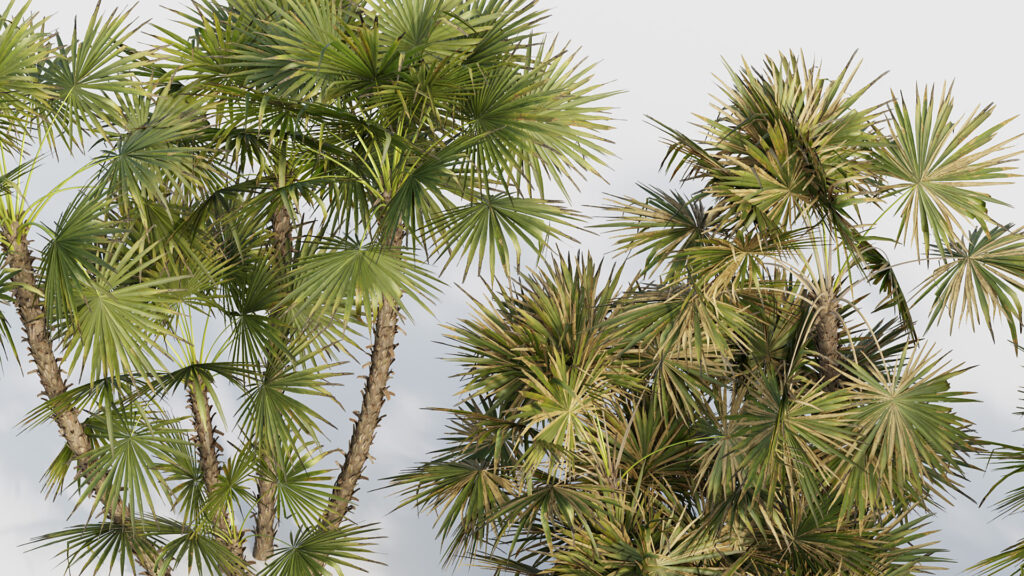 Acoelorrhaphe wrightii – Everglades palm – 04 3D Model – Free 3D model ...