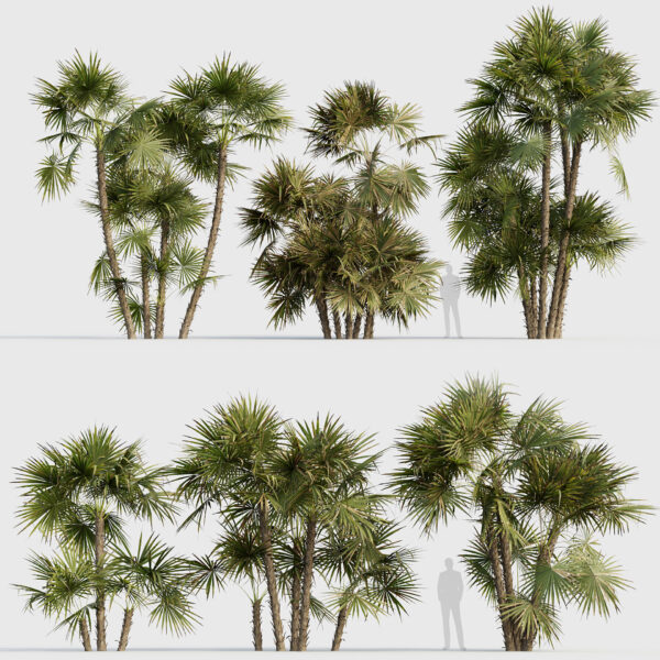 Acoelorrhaphe wrightii – Everglades palm – 04 3D Model – Free 3D model ...