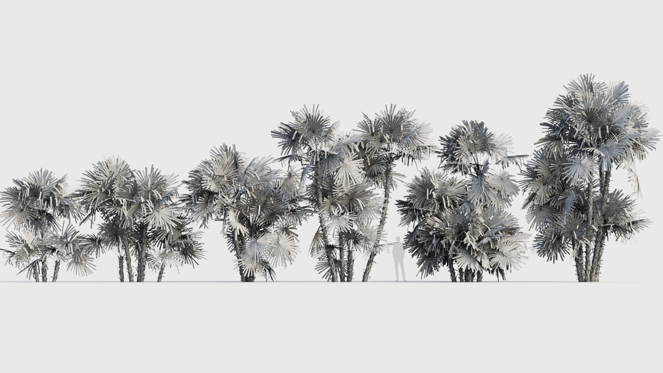 Acoelorrhaphe wrightii – Everglades palm – 04 3D Model – Free 3D model ...
