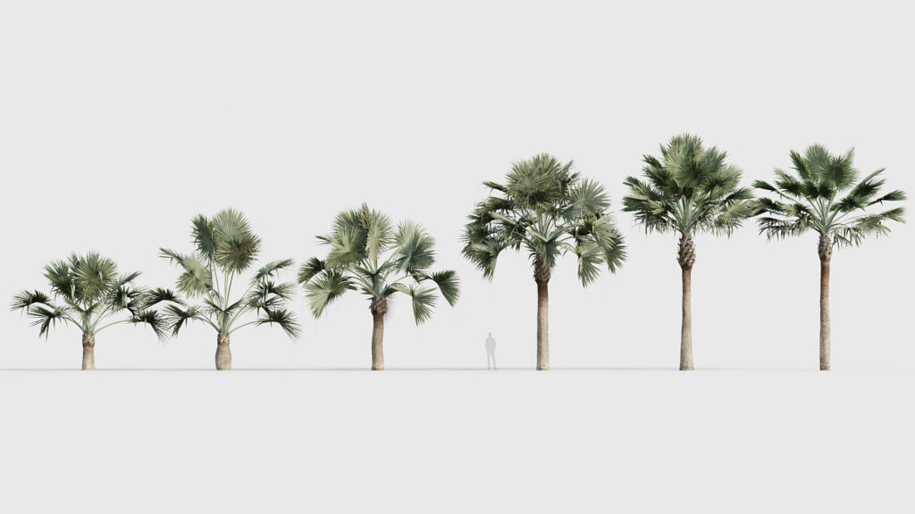 Plant Package 01 – Palm – Free 3D model for design.