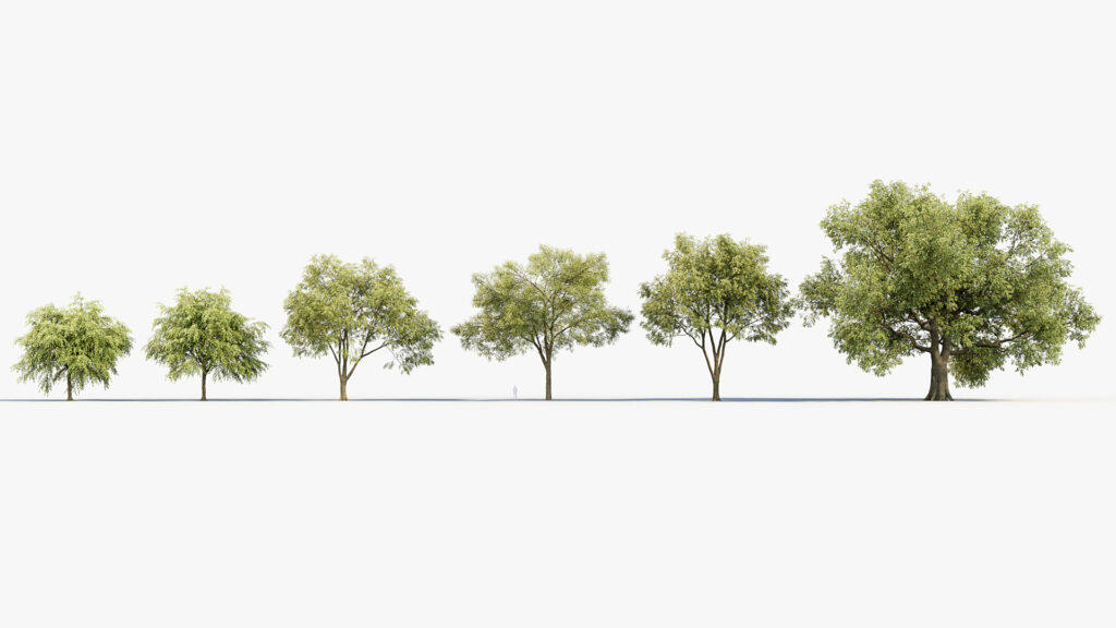 Plant Package 14 – Large Trees – Free 3D model for design.