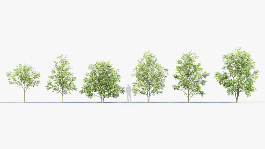 Plant Package 14 – Large Trees – Free 3D model for design.