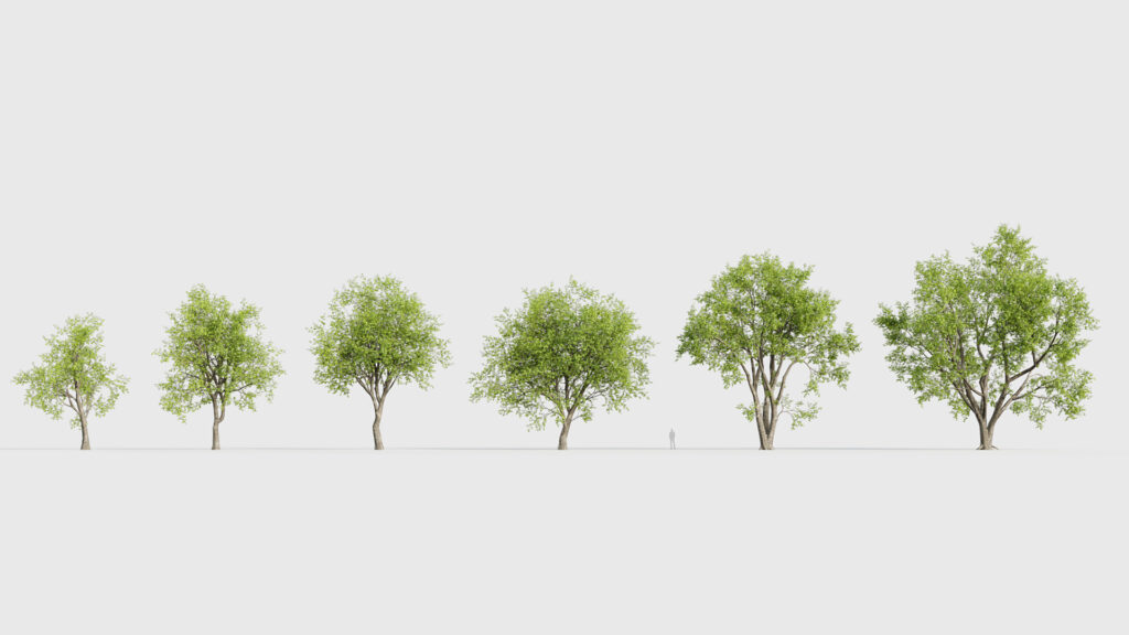 Plant Package 16 – Large Trees – Free 3D model for design.