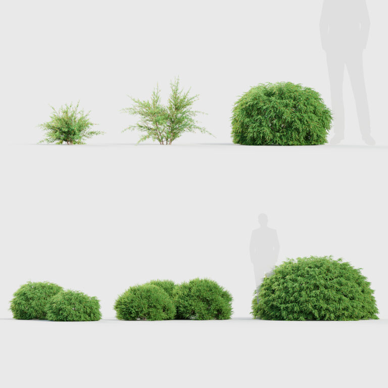 Plant Package 17 – Shrub – Free 3D model for design.