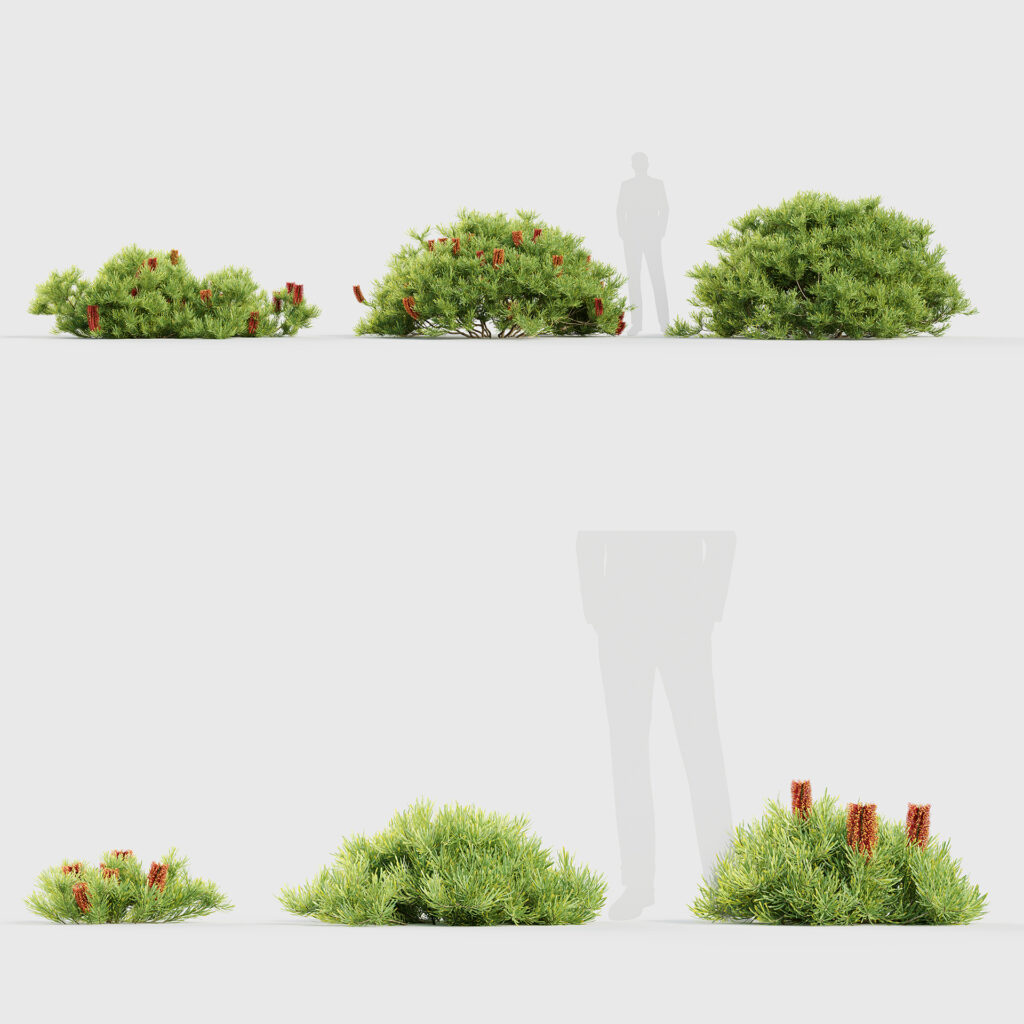 Plant Package 17 – Shrub – Free 3D model for design.