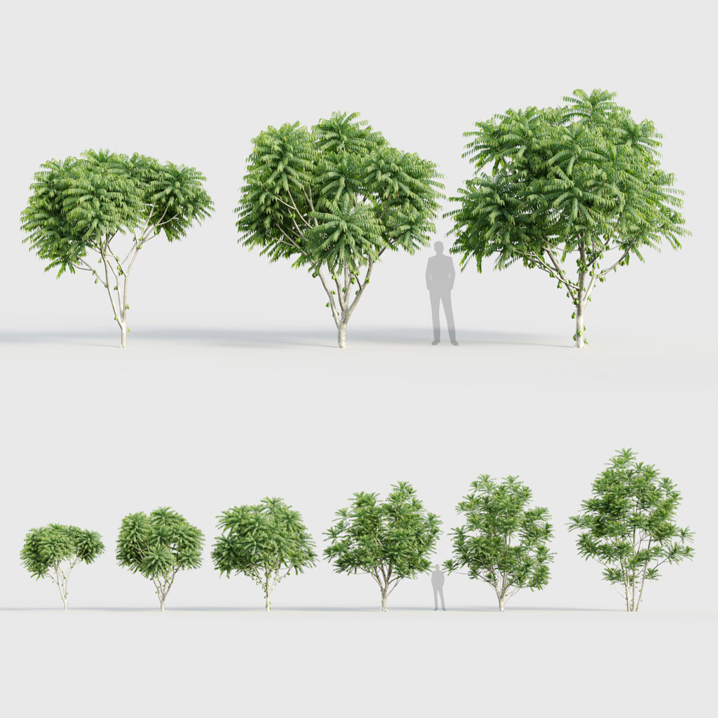 Plant Package 19 – Tree – Free 3D model for design.