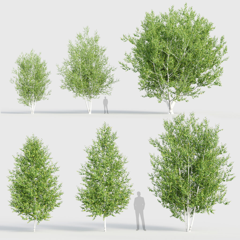 Plant Package 19 – Tree – Free 3D model for design.