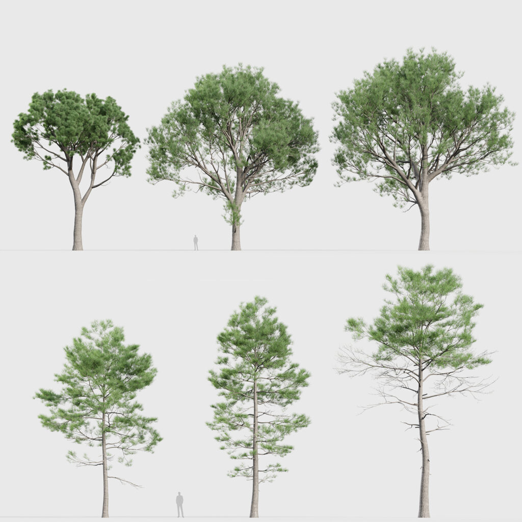 Plant Package 19 – Tree – Free 3D model for design.