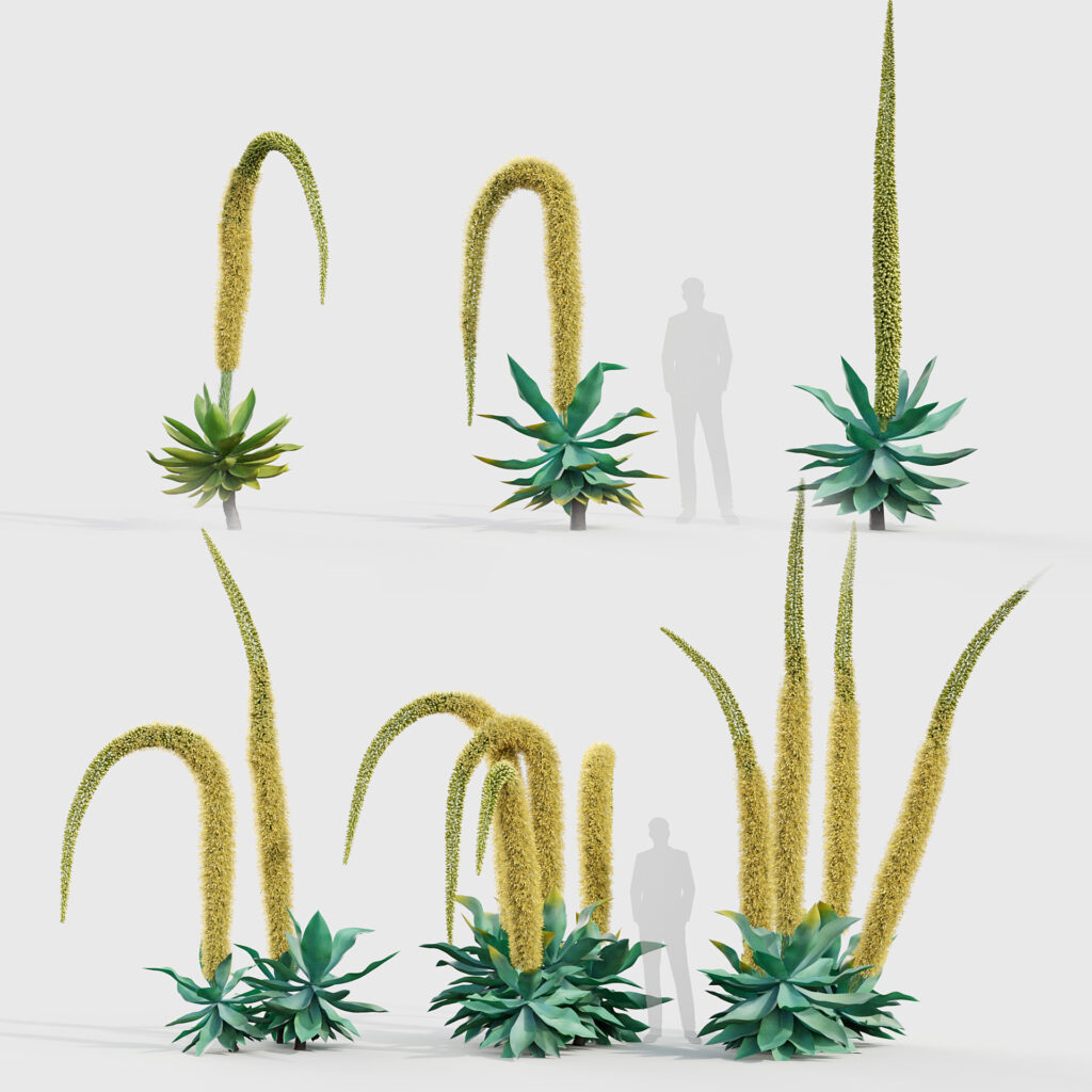 Plant Package 20- Australia Plants – Free 3D model for design.