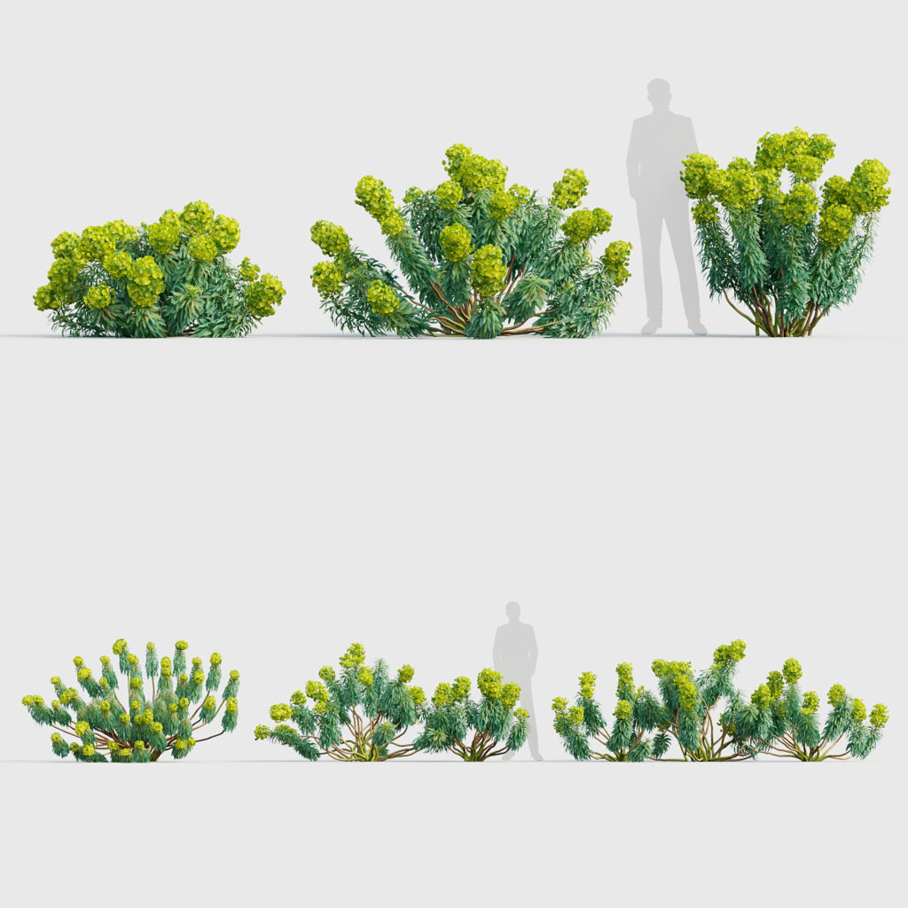 Plant Package 20- Australia Plants – Free 3D model for design.
