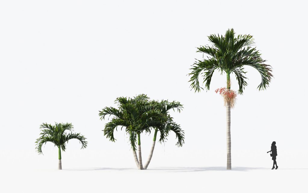 Palm Tree Collection_GrowFX and Mesh file – Free 3D model for design.