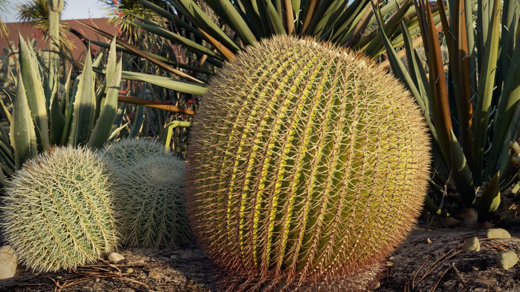 Tropical Desert Plant Collection – Free 3D model for design.